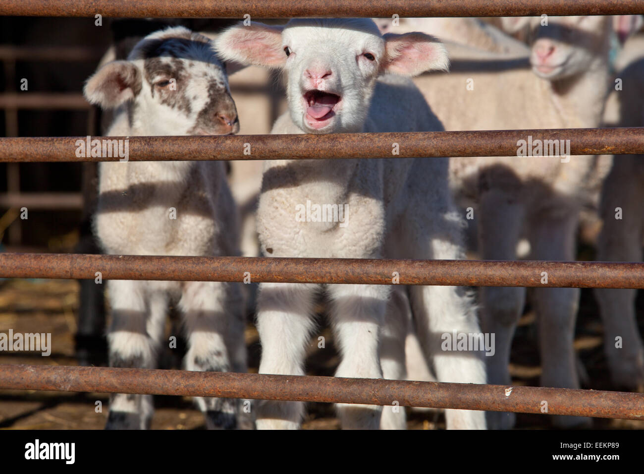 Playing lambs hi-res stock photography and images - Alamy