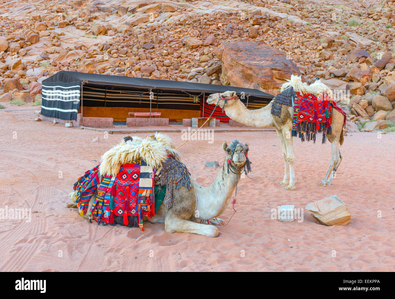 Camels in desert jordan hi-res stock photography and images - Alamy