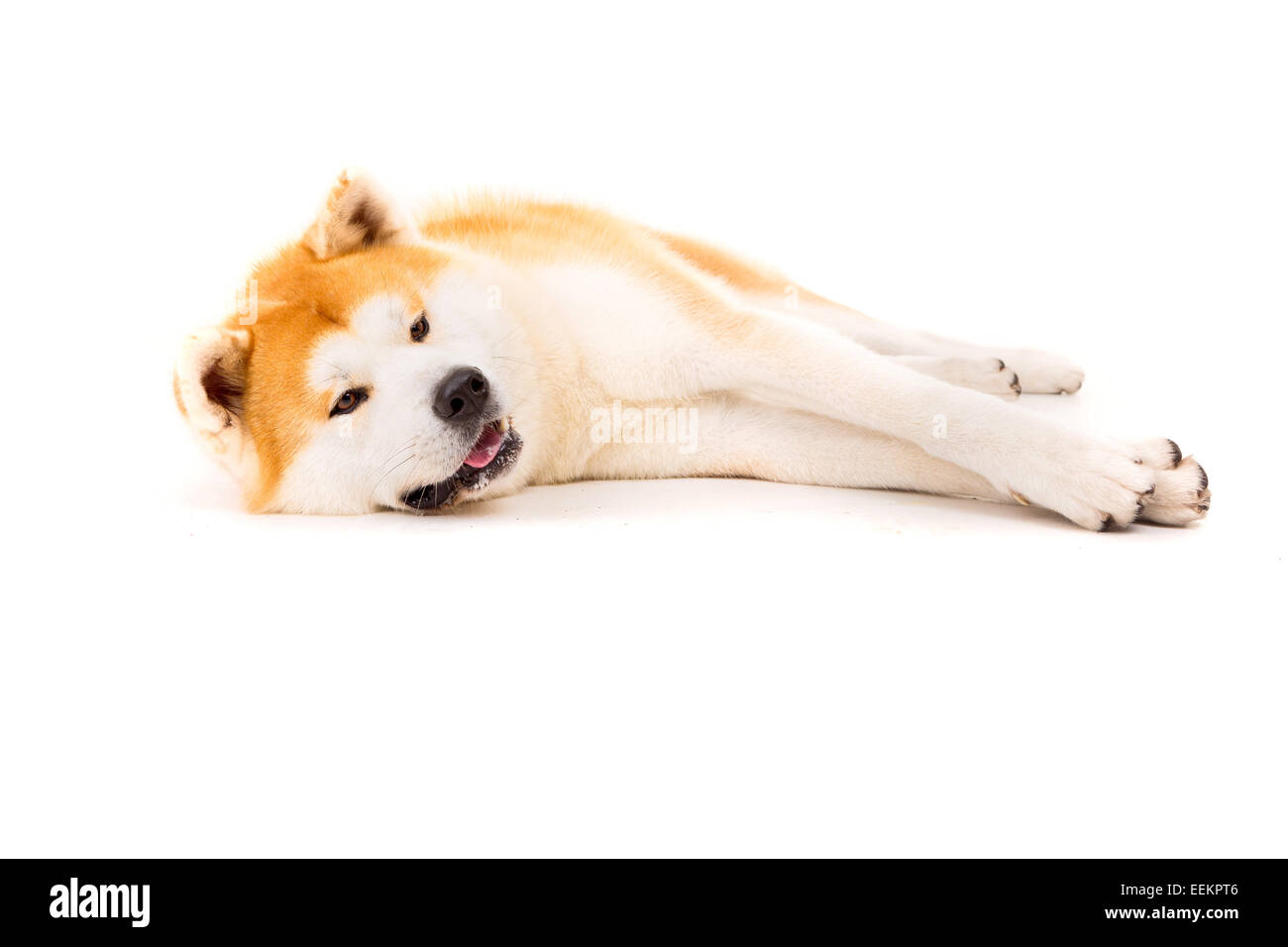 Studio shot beautiful akita Cut Out Stock Images & Pictures - Alamy