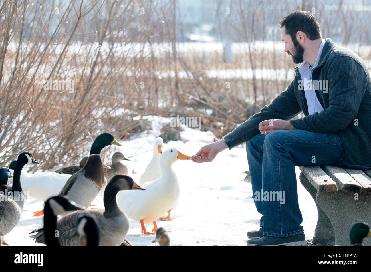 Young gentleman feeding hungry geese in winter Stock Photo - Alamy