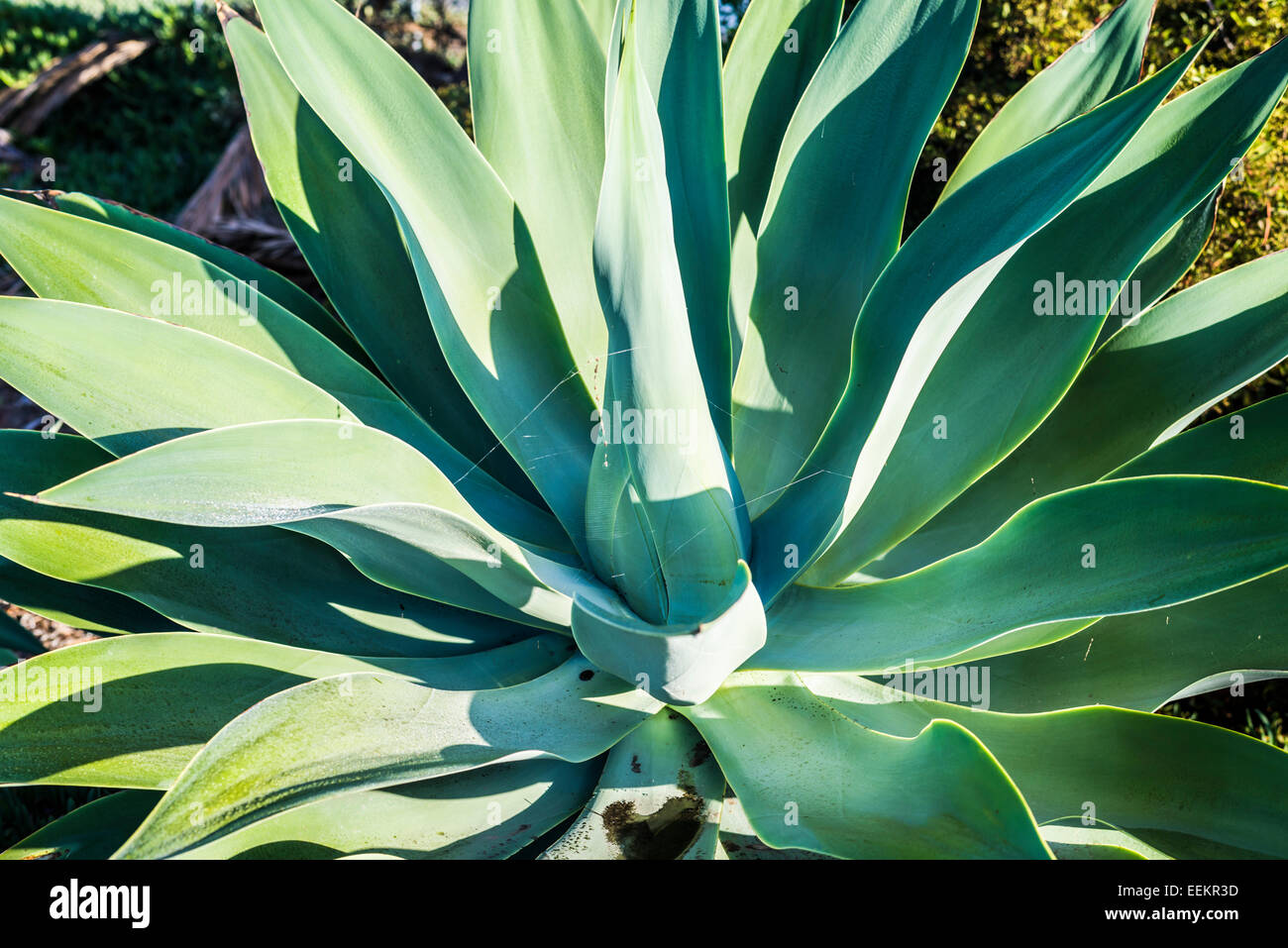 A close up of a Succulent plant Stock Photo - Alamy