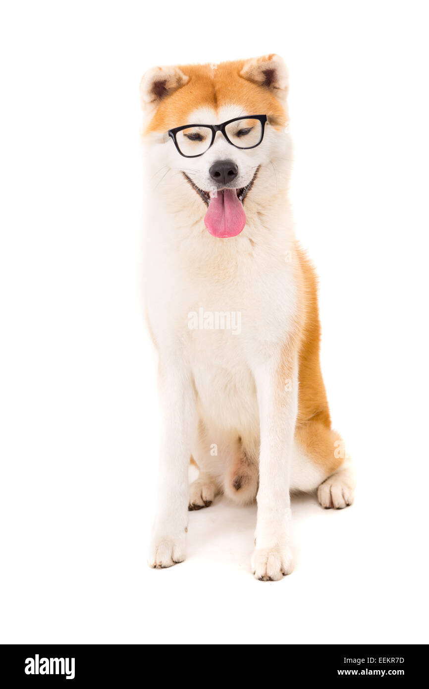 Cute funny dog posing in Cut Out Stock Images & Pictures - Alamy