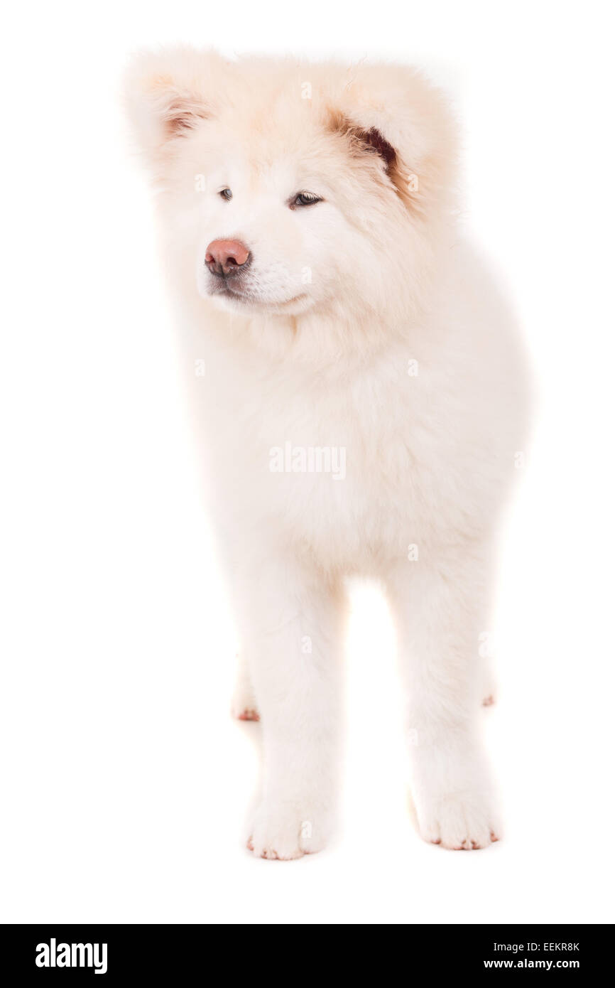 Young akita inu dog Cut Out Stock Images & Pictures - Alamy