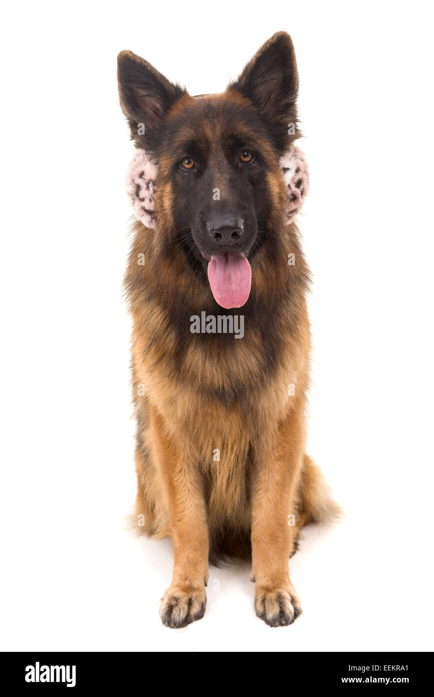 German Shepherd dog, isolated over white Stock Photo - Alamy