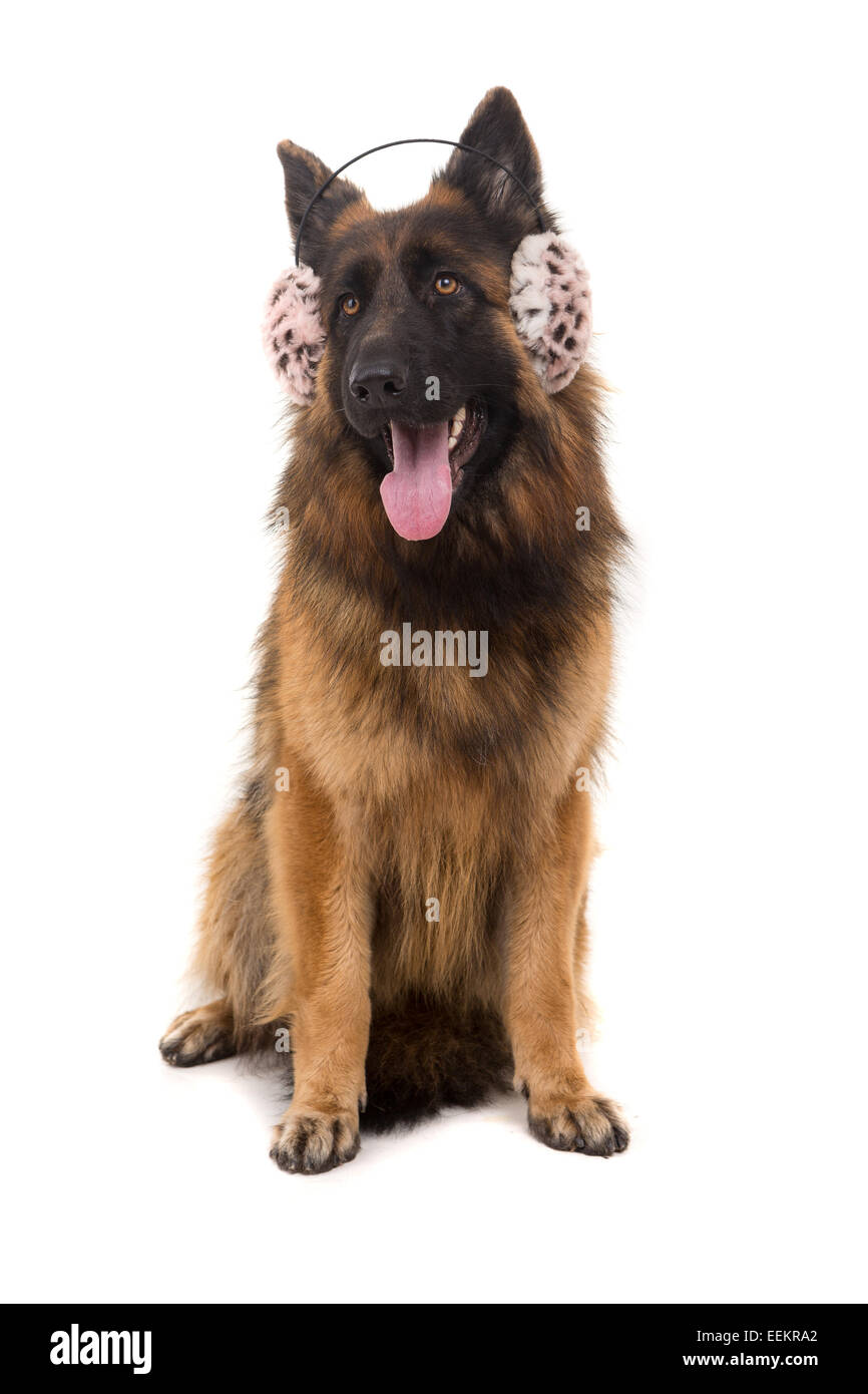 German Shepherd dog, isolated over white Stock Photo - Alamy
