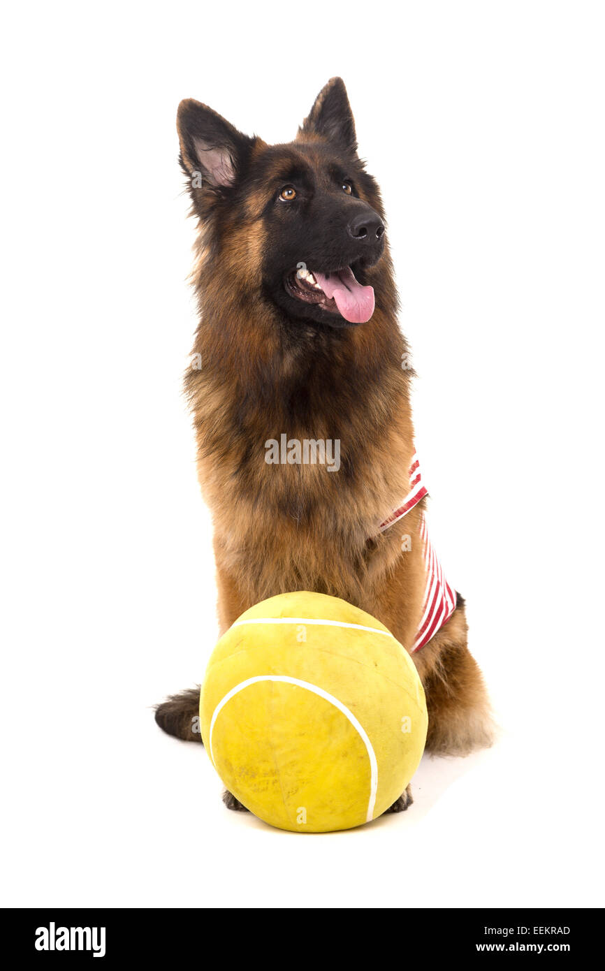German Shepherd dog, isolated over white Stock Photo - Alamy