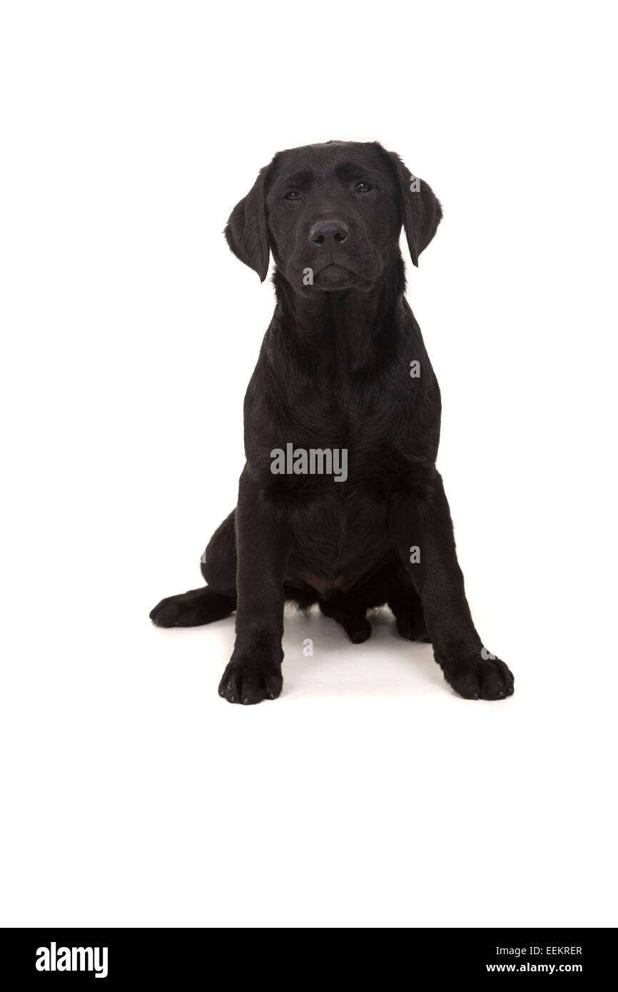 Baby Black Lab