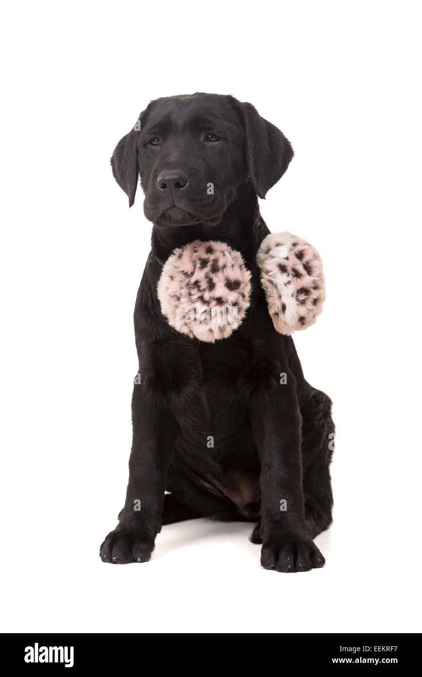 Studio photo of a baby labrador retriever, isolated over a white ...
