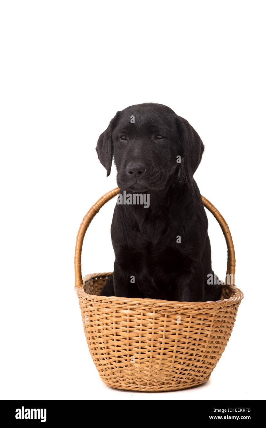 Studio photo of a baby labrador retriever, isolated over a white ...