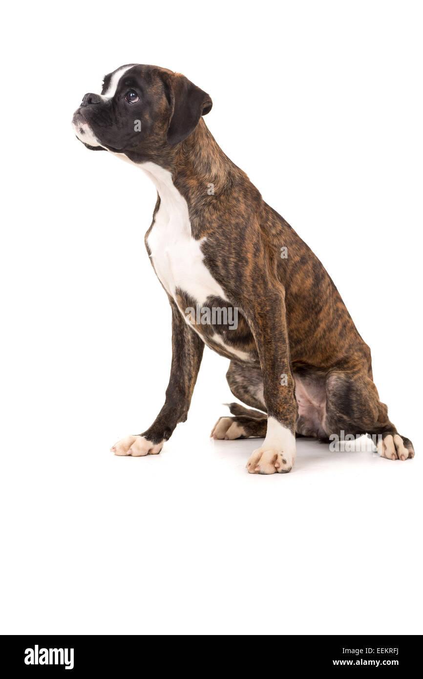 Studio photo of a baby boxer, isolated over white background Stock ...