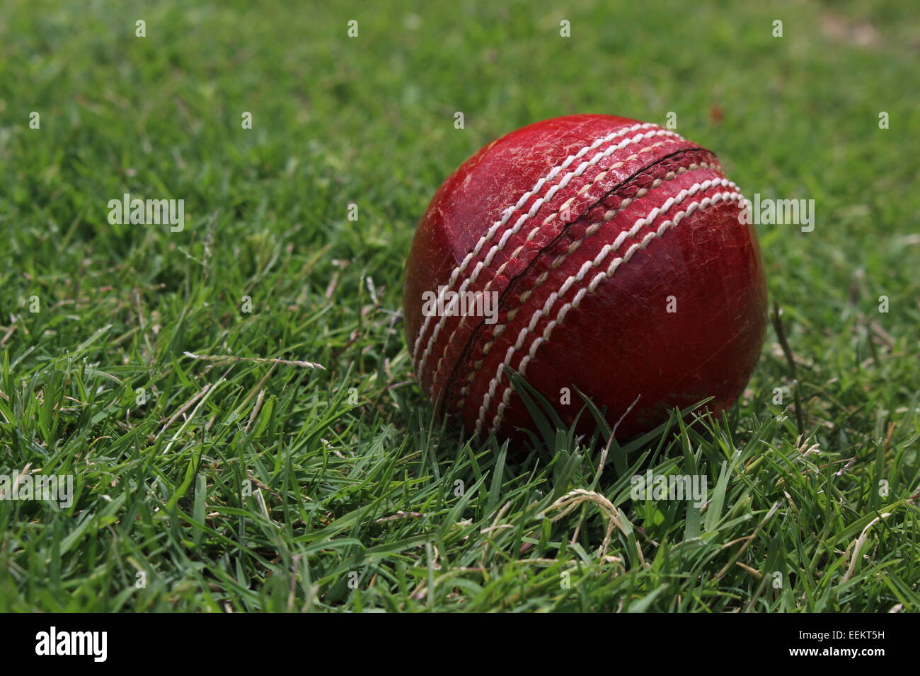 A bright red cricket ball sitting on some marvelous green grass Stock ...