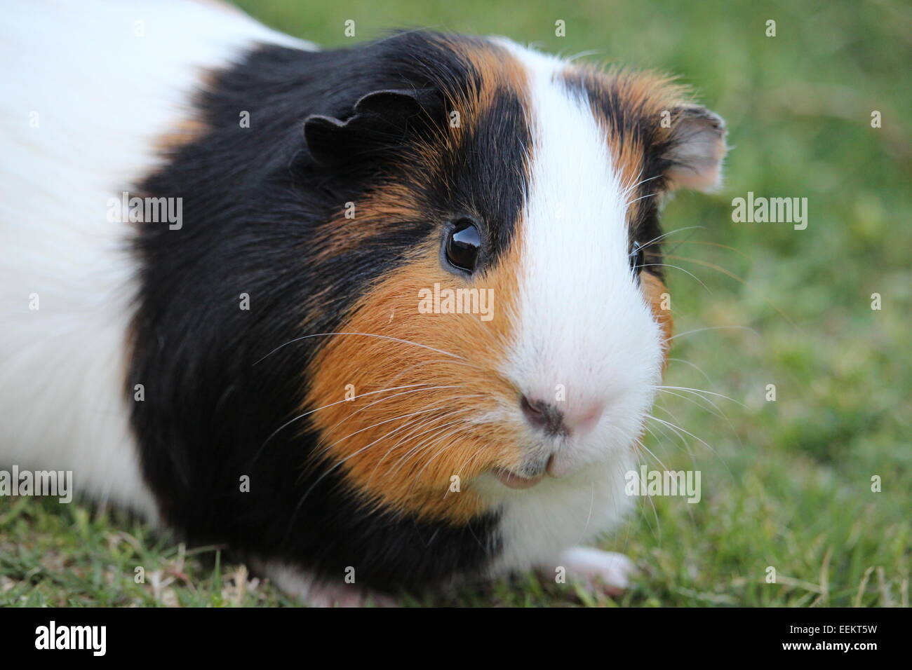 A beautiful Guinea pig sitting on some lovely green grass Stock Photo ...