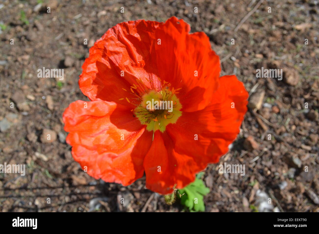 Overhead Flower Shot Stock Photo - Alamy