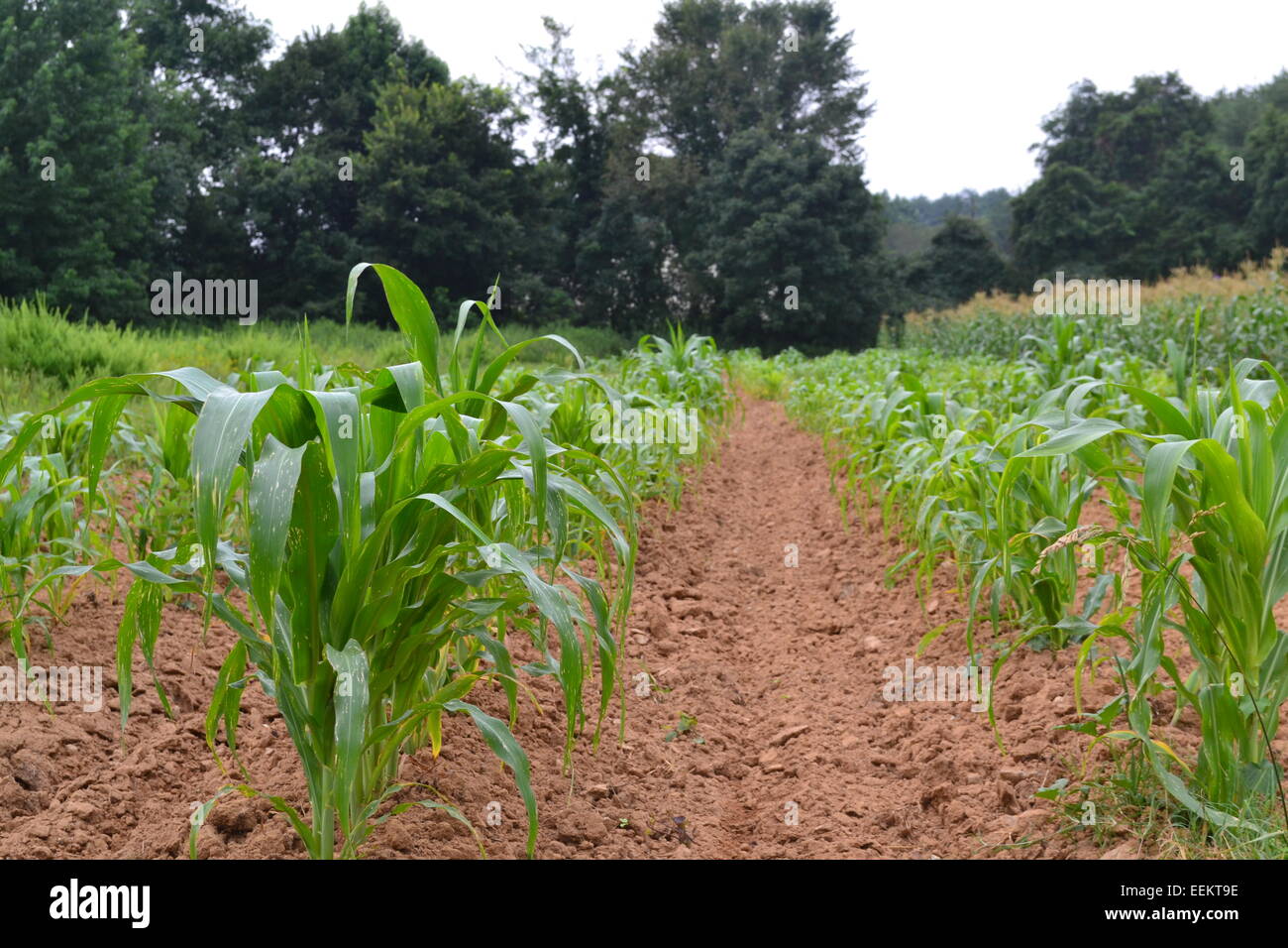 Freshly plowed corn field Stock Photo - Alamy