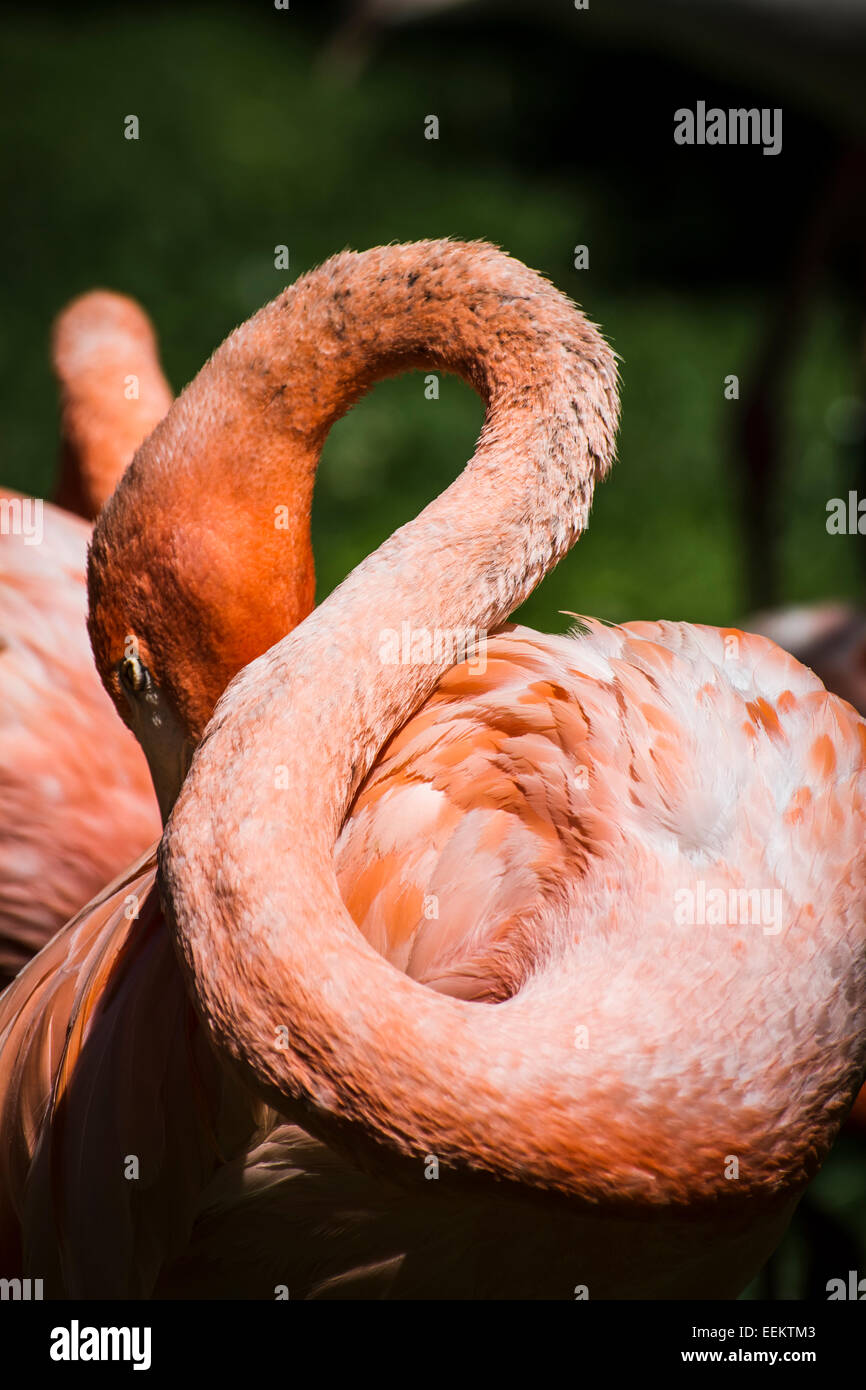 detail of flamingo head with long neck Stock Photo - Alamy