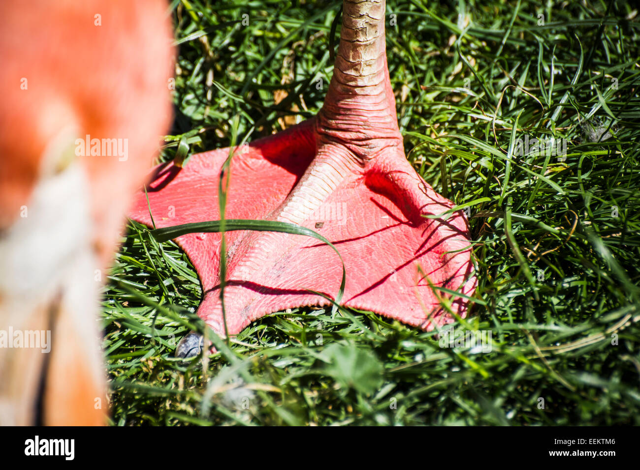 detail flamingo leg resting on the grass Stock Photo - Alamy