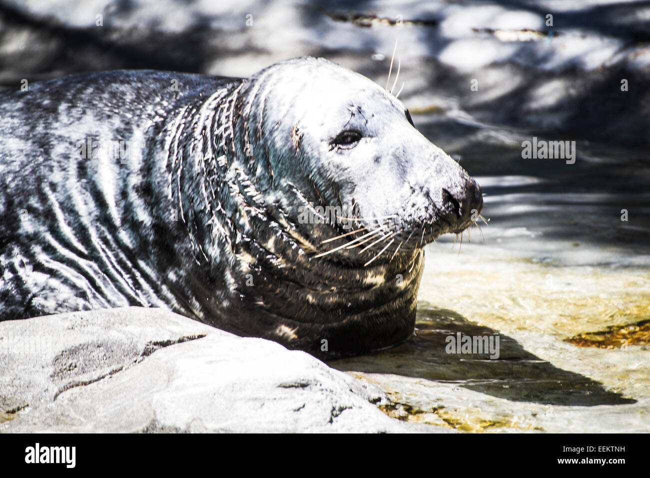 seal resting in the sun in the water Stock Photo - Alamy