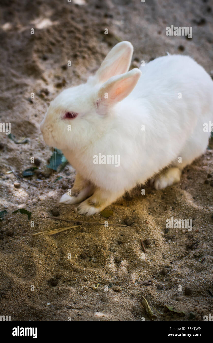 Rabbit, small mammal in a zoo park Stock Photo - Alamy