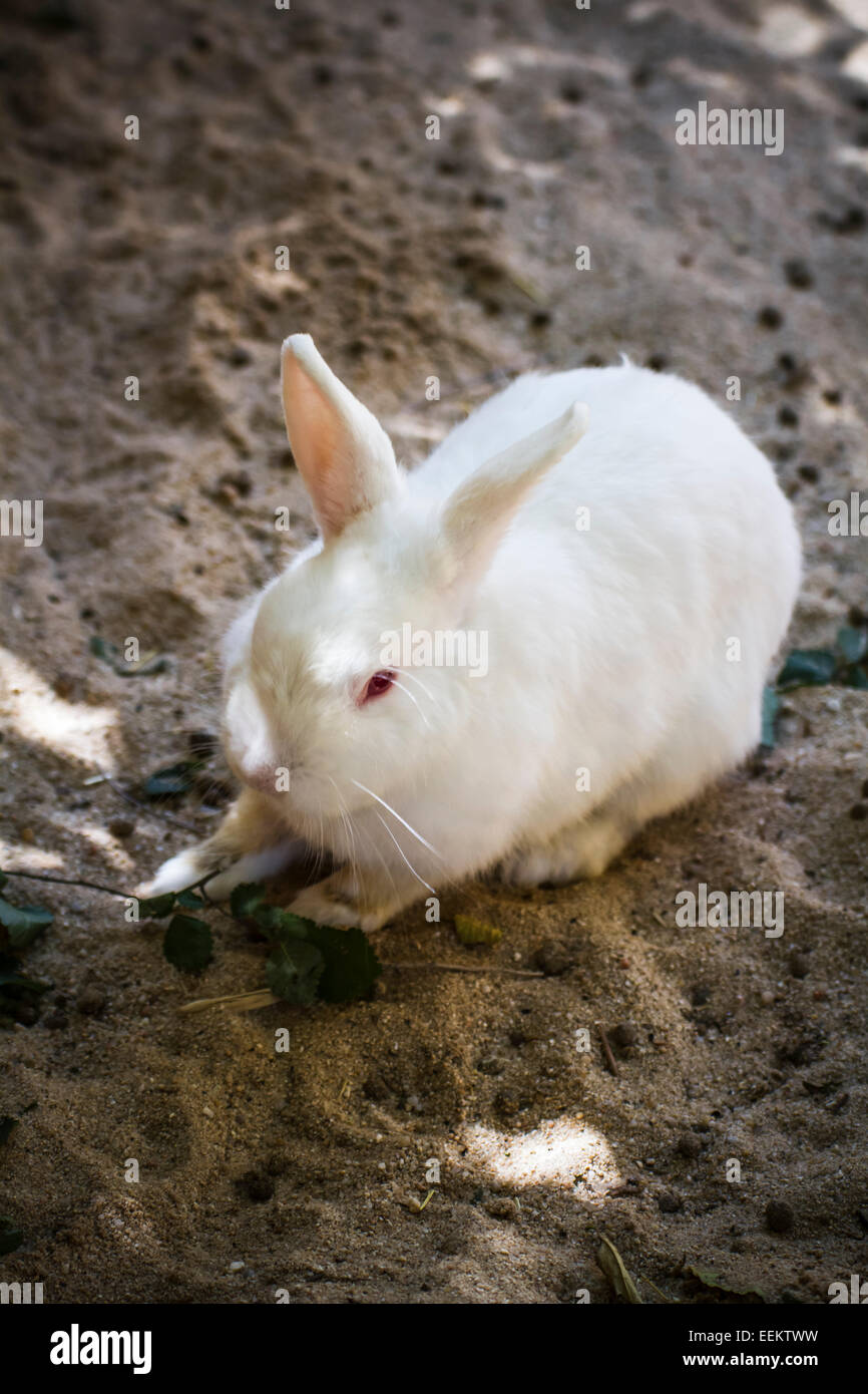 Rabbit, small mammal in a zoo park Stock Photo - Alamy