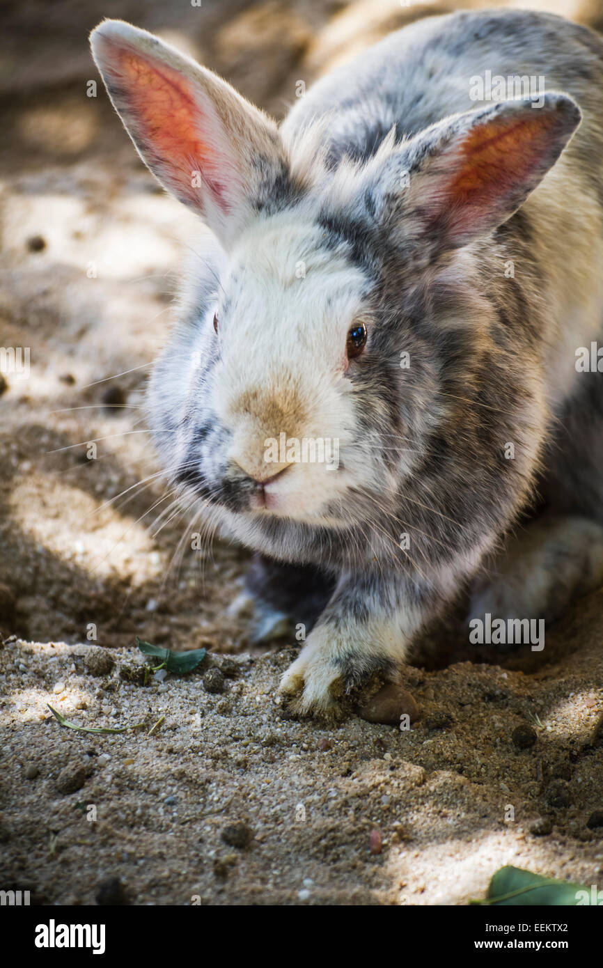 Fluffy Rabbit, small mammal in a zoo park Stock Photo - Alamy