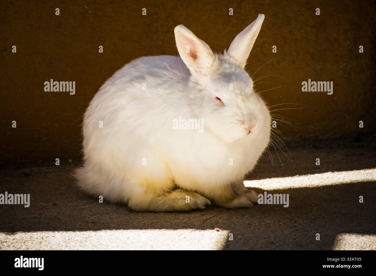 Fluffy Rabbit, small mammal in a zoo park Stock Photo - Alamy