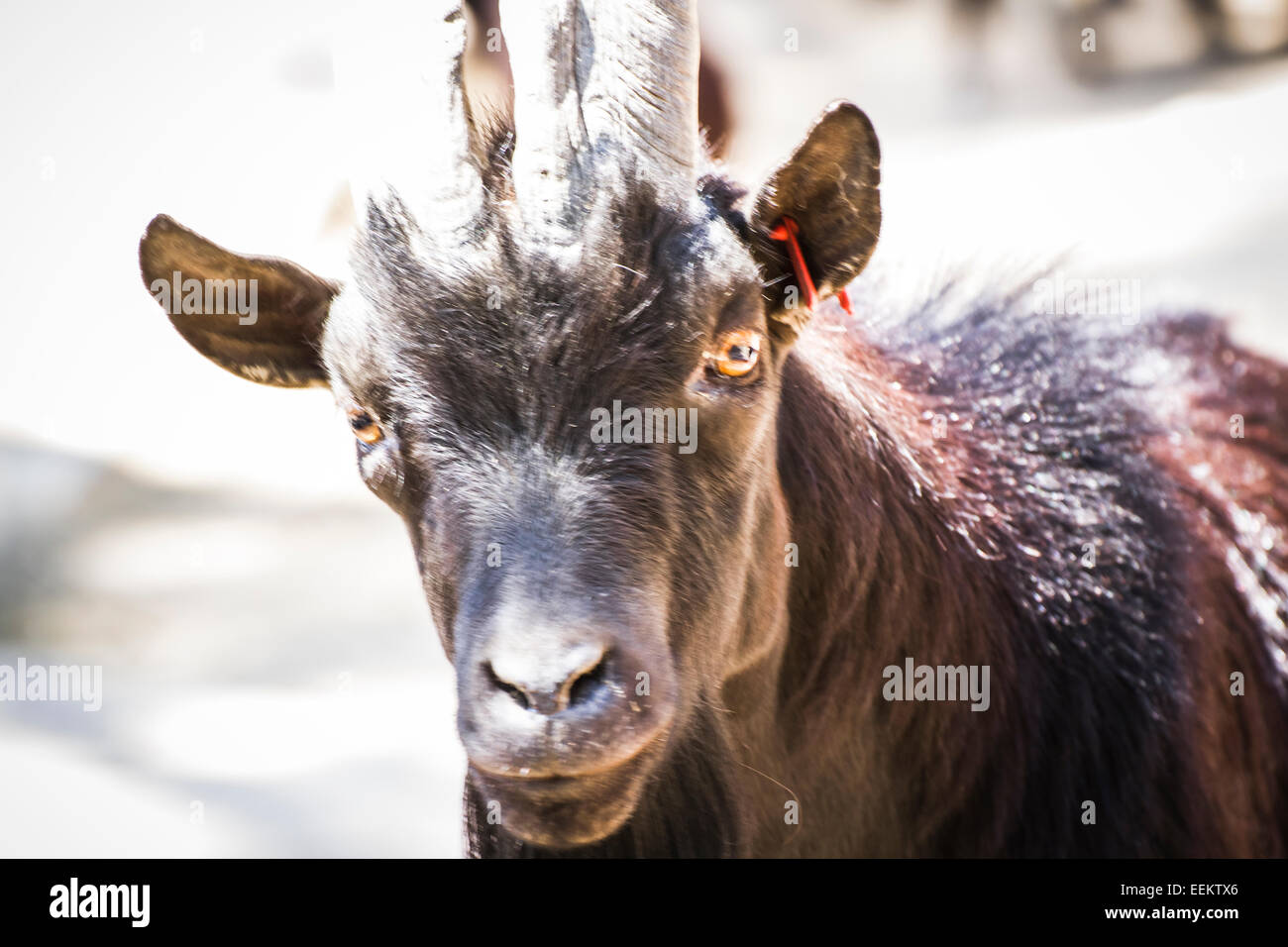 horned, goat with horns and thick fur Stock Photo - Alamy