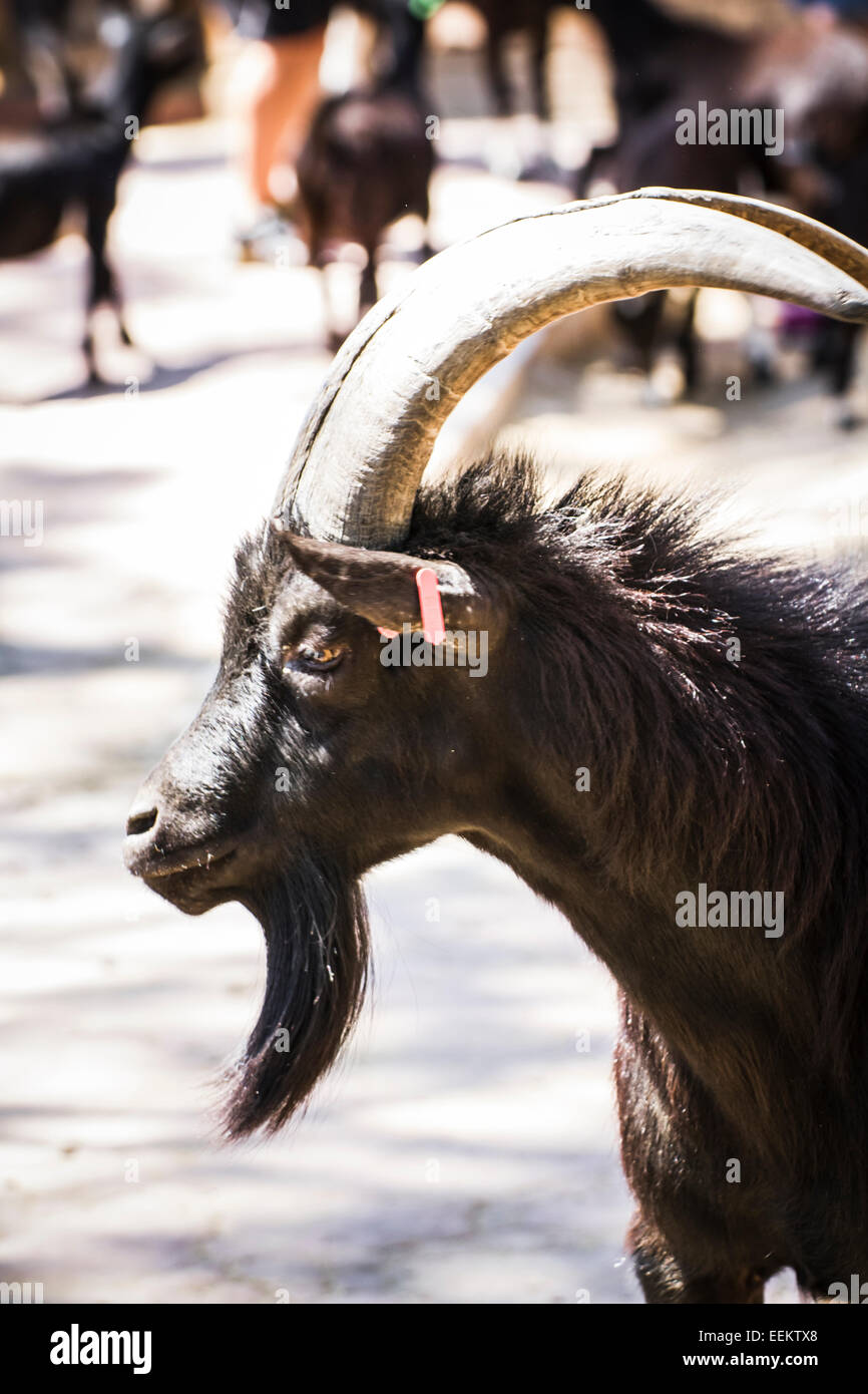 goat with horns and thick fur Stock Photo - Alamy