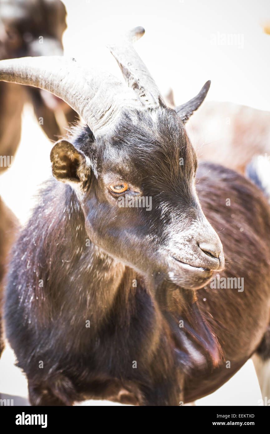 farm, goat with horns and thick fur Stock Photo - Alamy