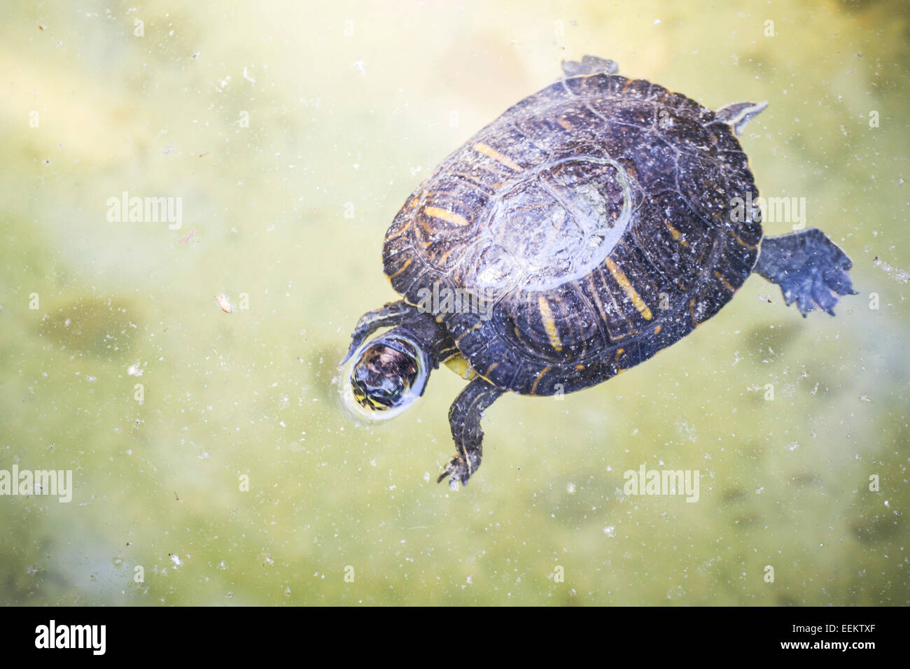 herbivorous, tortoise resting in the sun Stock Photo - Alamy