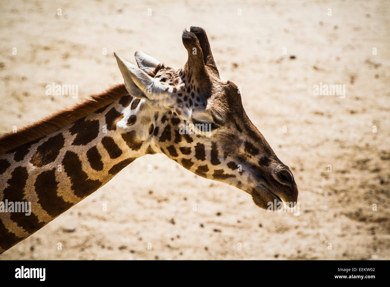 beautiful giraffe in a zoo park Stock Photo - Alamy