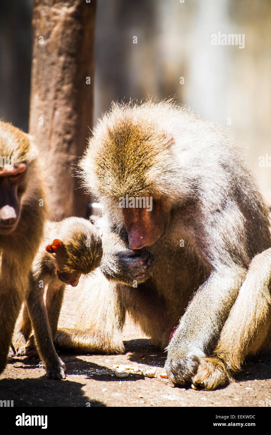 Baboon eating a family group and monkey Stock Photo - Alamy