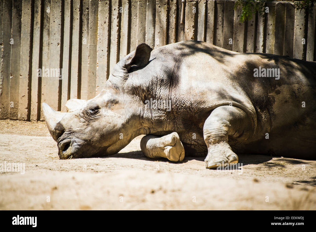 powerful rhino resting in the shade Stock Photo - Alamy