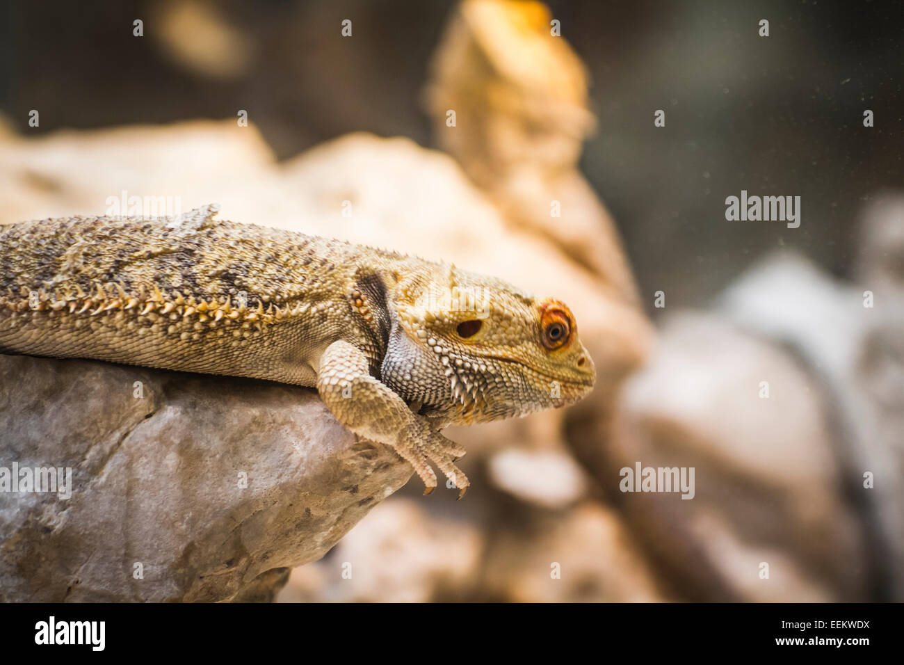 scaly lizard skin resting in the sun Stock Photo - Alamy