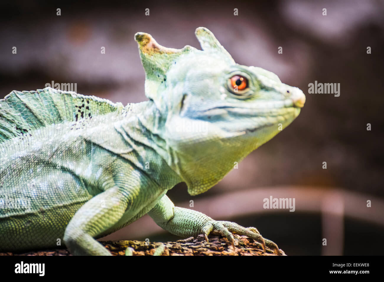 chameleon, scaly lizard skin resting in the sun Stock Photo - Alamy