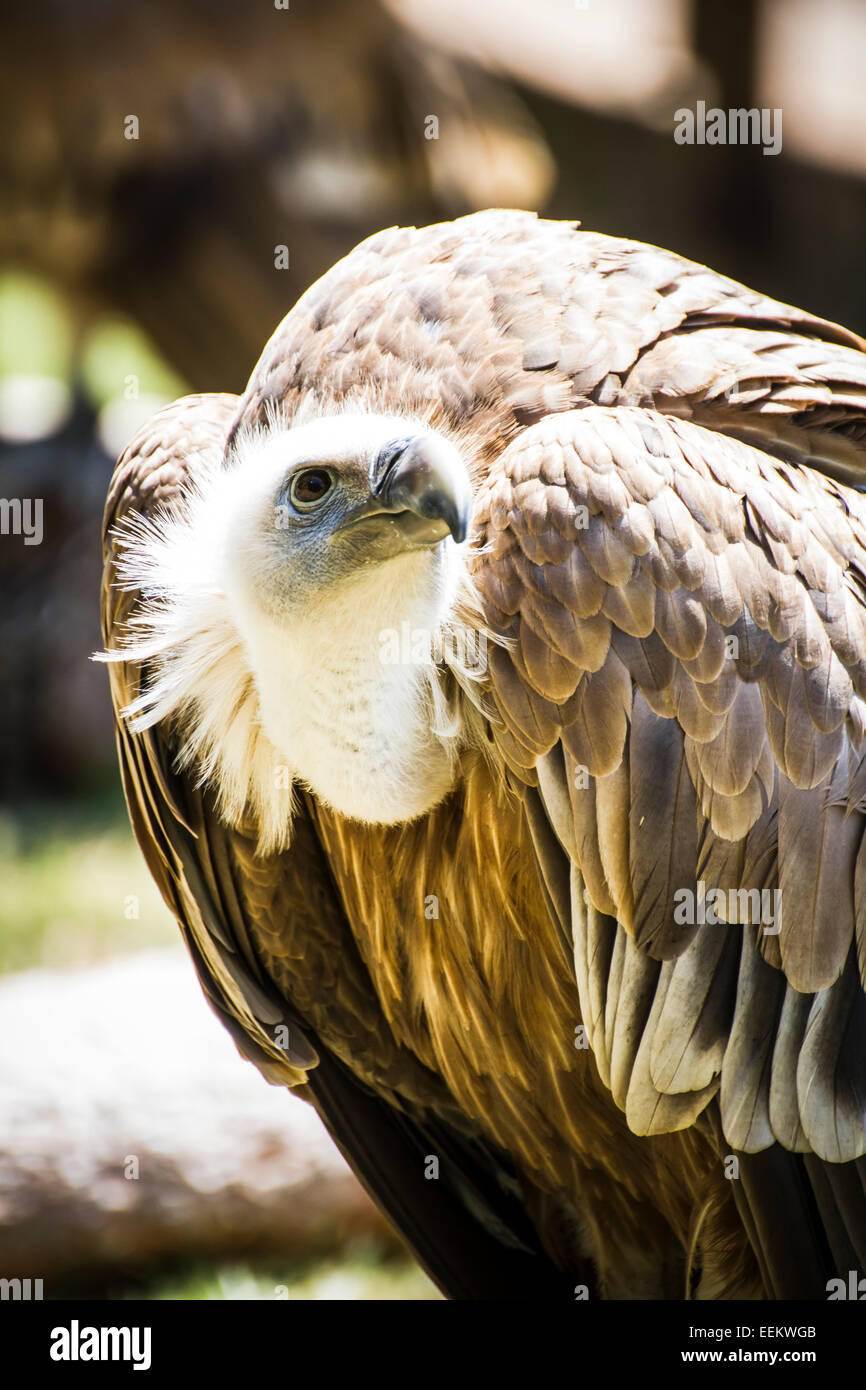 scavenger vulture resting on a branch Stock Photo - Alamy