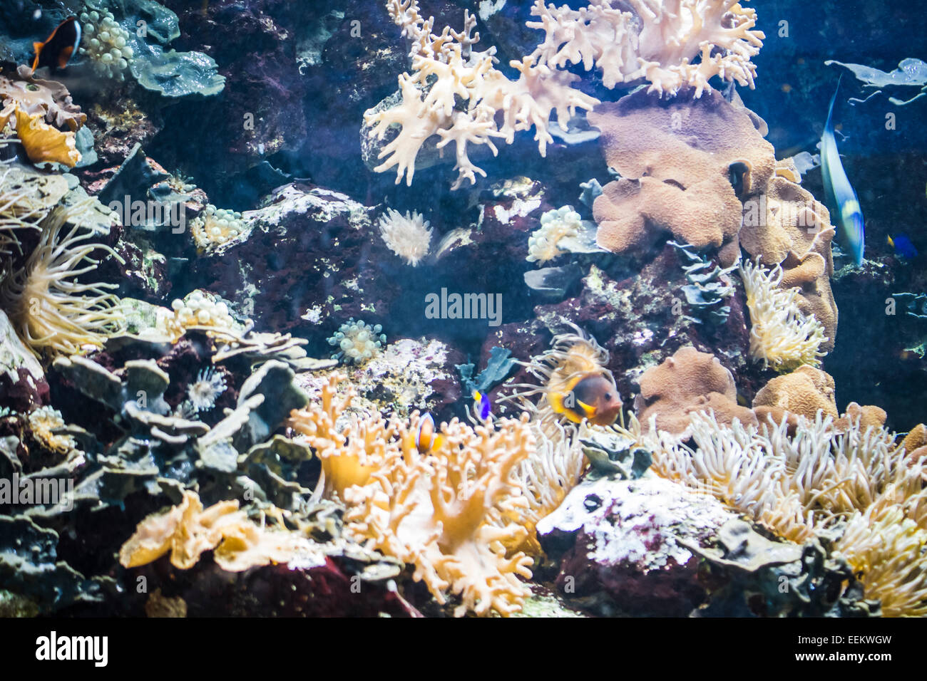 underwater, seabed with fish and coral reef Stock Photo - Alamy