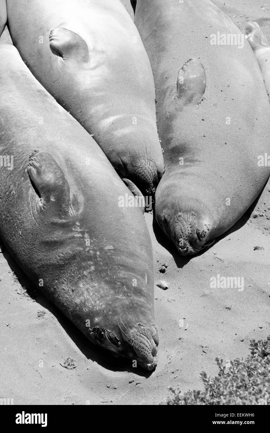 Gray seal on white Black and White Stock Photos & Images - Alamy