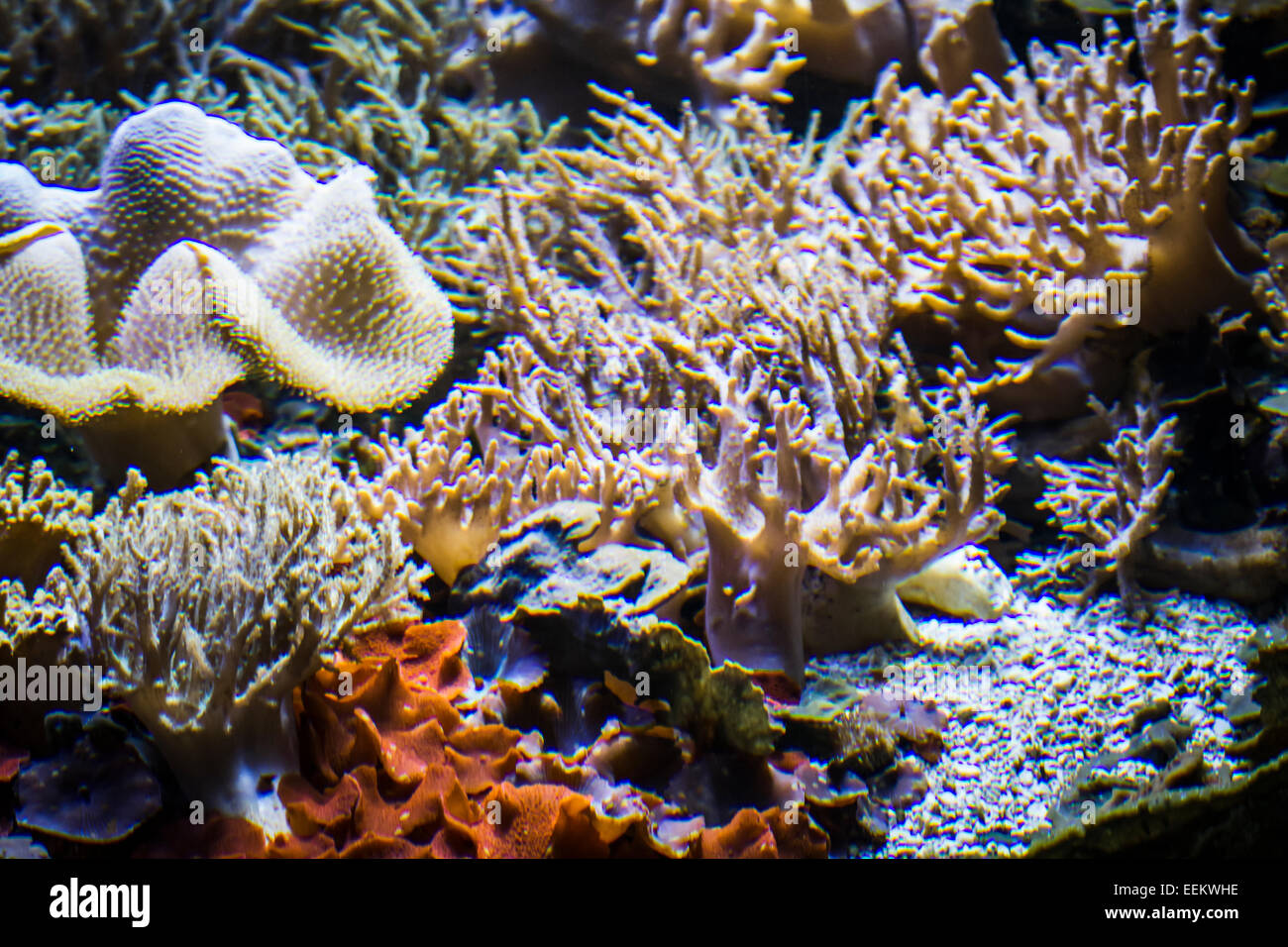 deep, seabed with fish and coral reef Stock Photo - Alamy