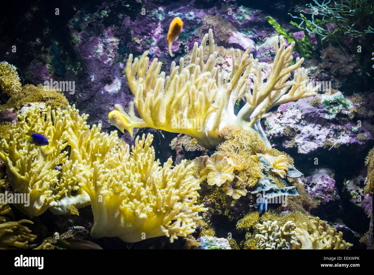 tropical, seabed with fish and coral reef Stock Photo - Alamy