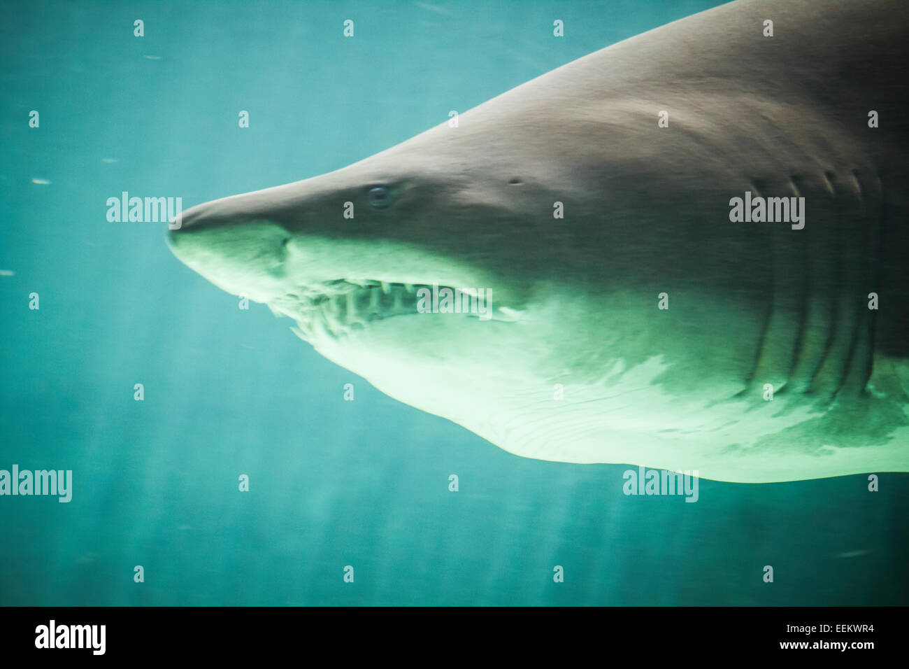 dangerous and huge shark swimming under sea Stock Photo - Alamy