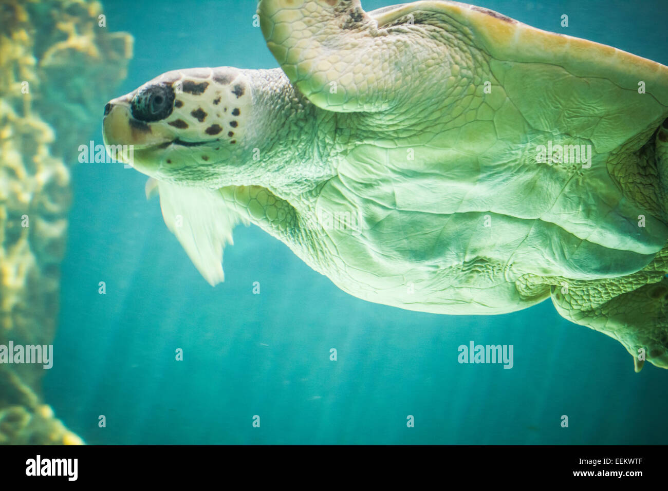 huge turtle swimming under the sea Stock Photo - Alamy