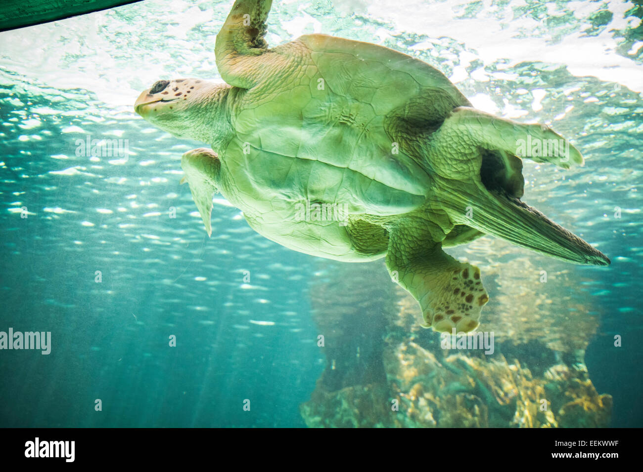 mediterranean, huge sea turtle underwater next to coral reef Stock ...