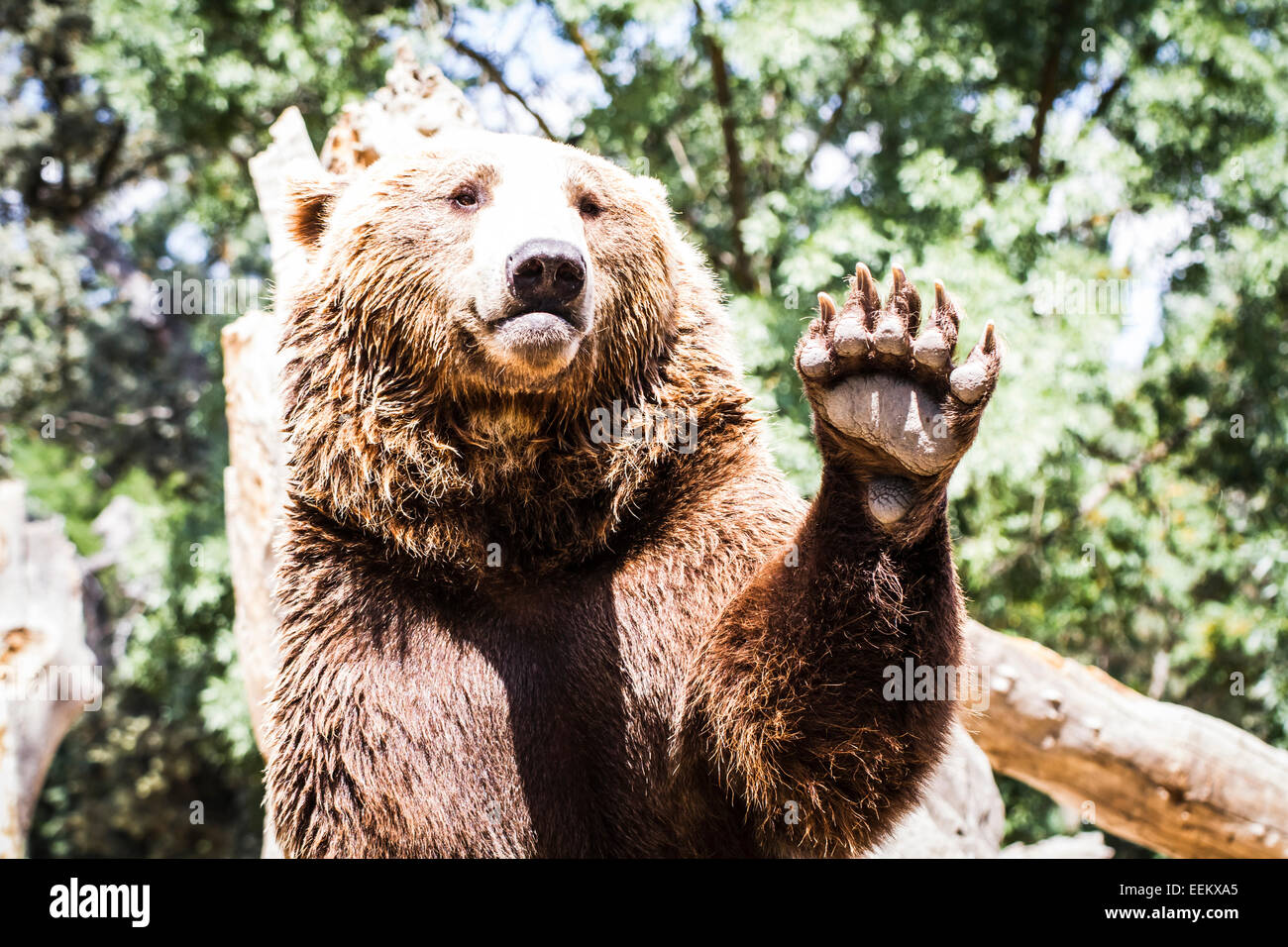 Grizzly Bear Waving Stock Photos & Grizzly Bear Waving Stock Images - Alamy