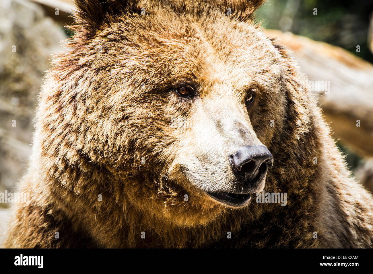 Tiger roaring growling hi-res stock photography and images - Alamy