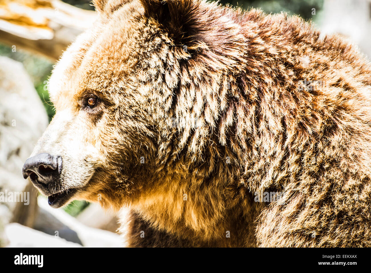Spanish powerful brown bear, huge and strong wild animal Stock Photo ...