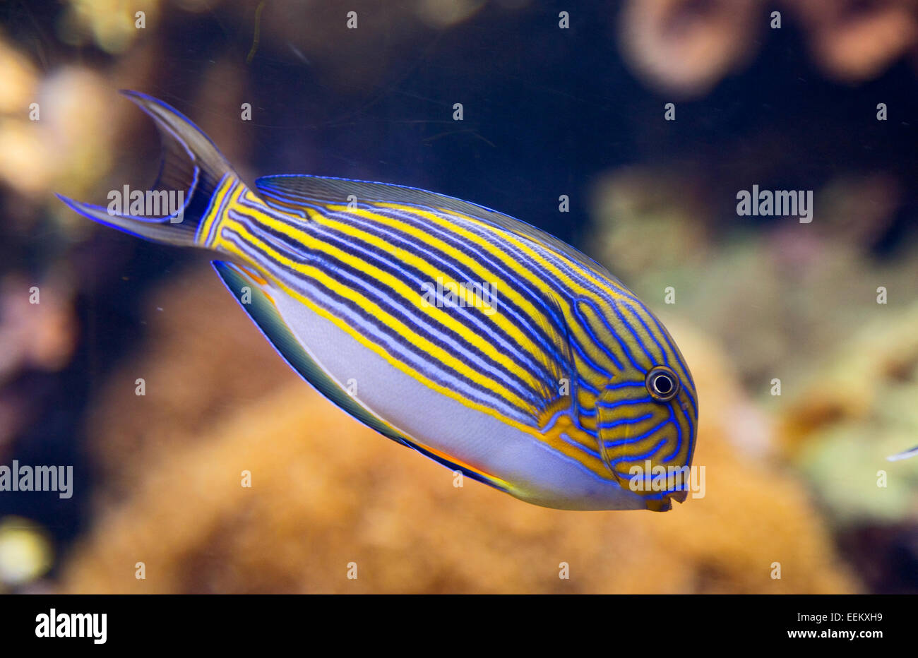 Clown fish swimming hi-res stock photography and images - Alamy