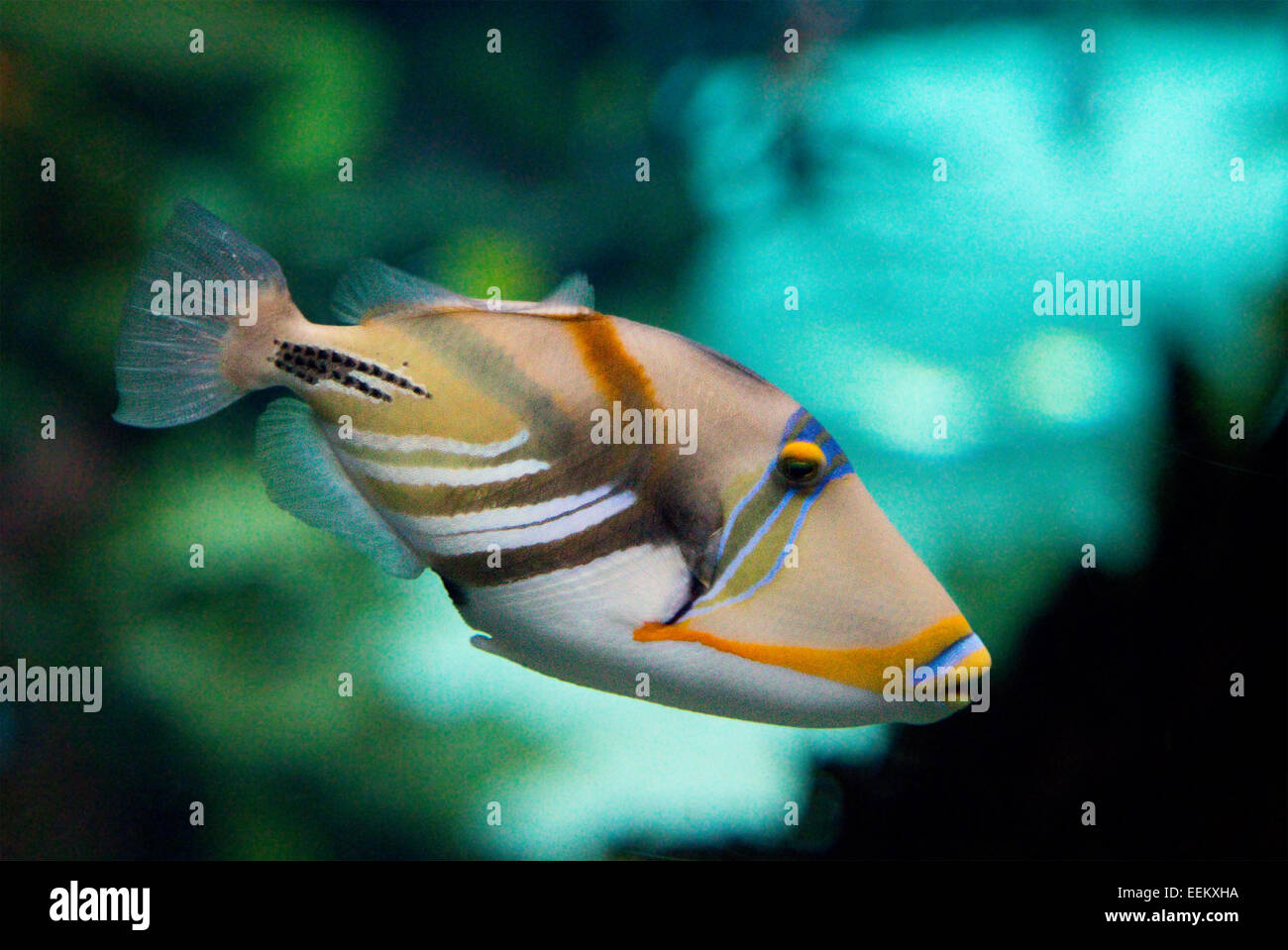 Picasso fish hi-res stock photography and images - Alamy