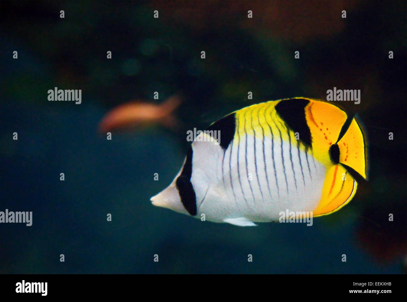 Sickle fish hi-res stock photography and images - Alamy