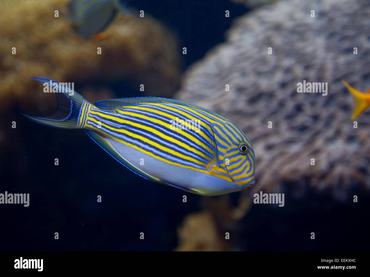 Deep sea fish species hi-res stock photography and images - Alamy