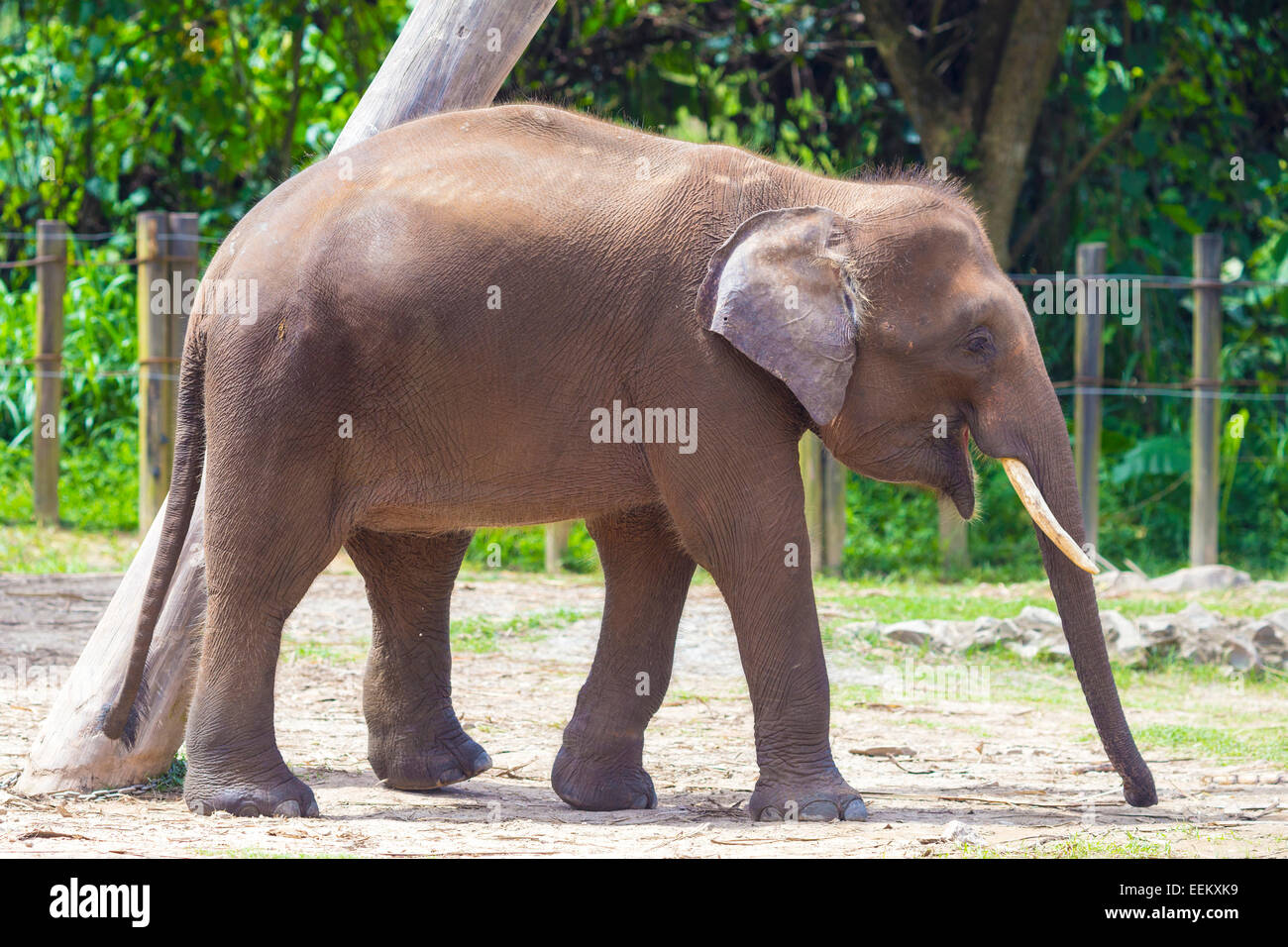 Indian Elephant child, Malaisia Stock Photo - Alamy